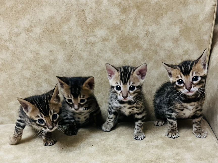 Котята бенгальские