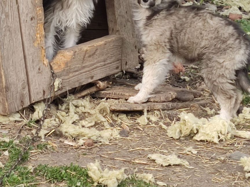 Щеночки в добрые руки