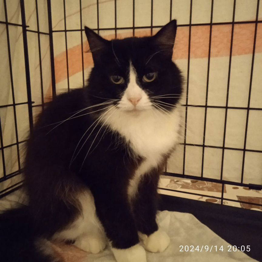 Котик Мишенька ищет семью