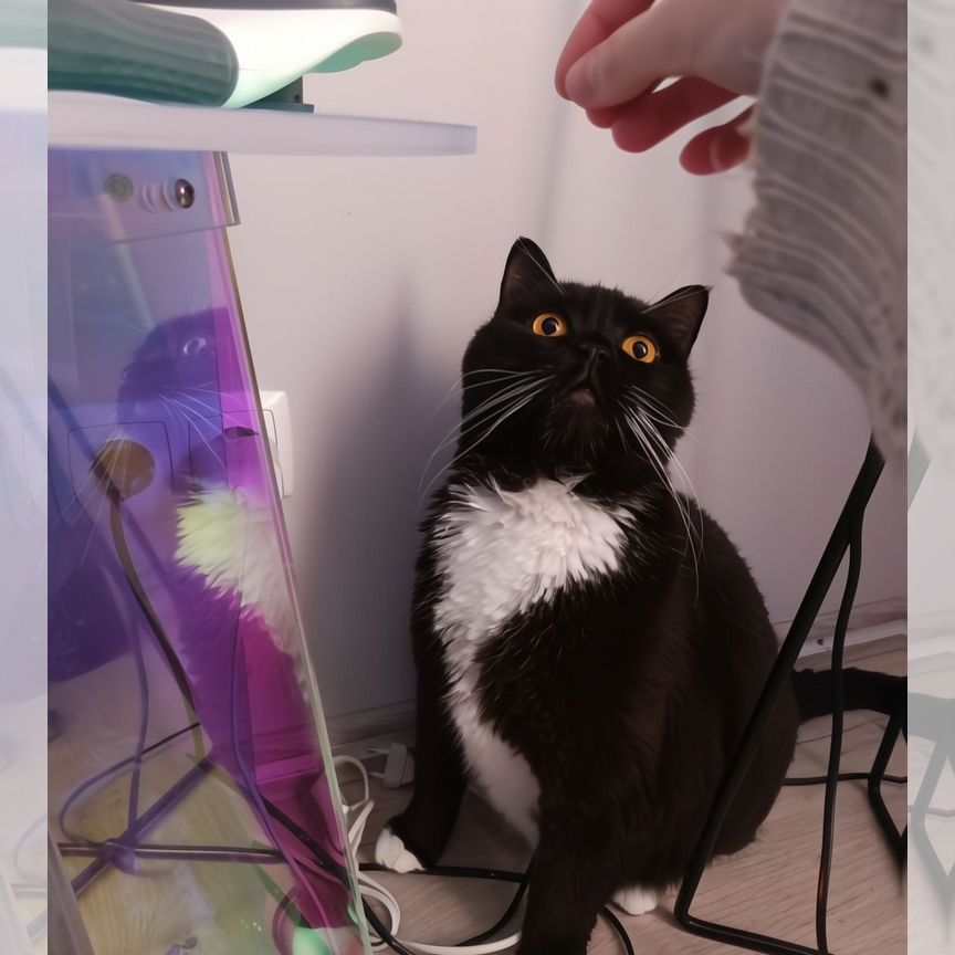 Взрослый кот в добрые руки