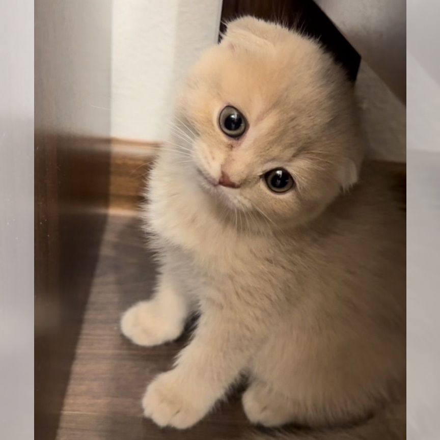 Котёнок