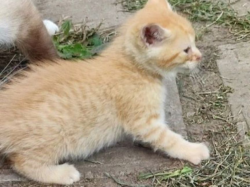 Рыжая банда ищет хозяев