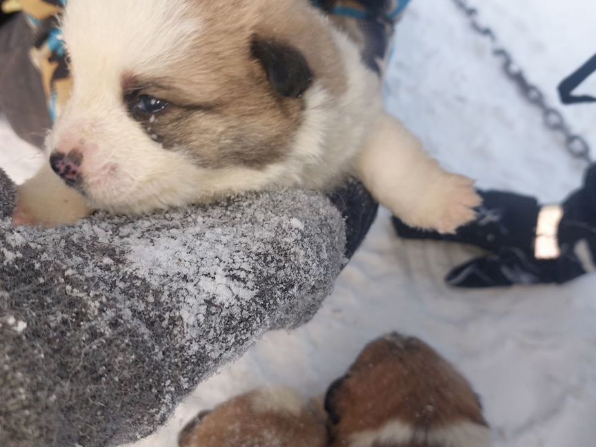 Отдадим в добрые руки щенков