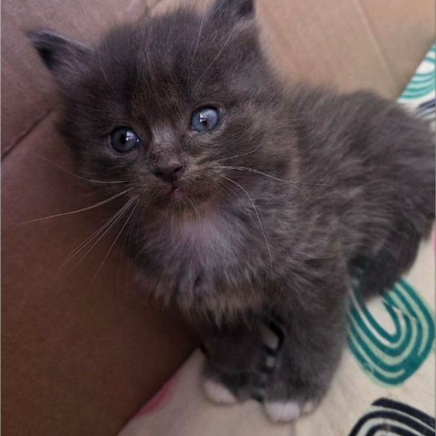 Котята от деревенской кошки