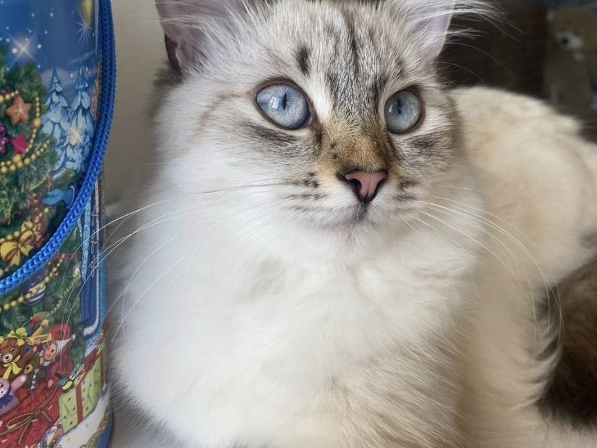 Невская маскарадная кошка