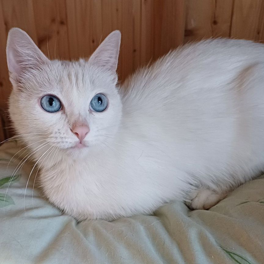 Голубоглазая Сима