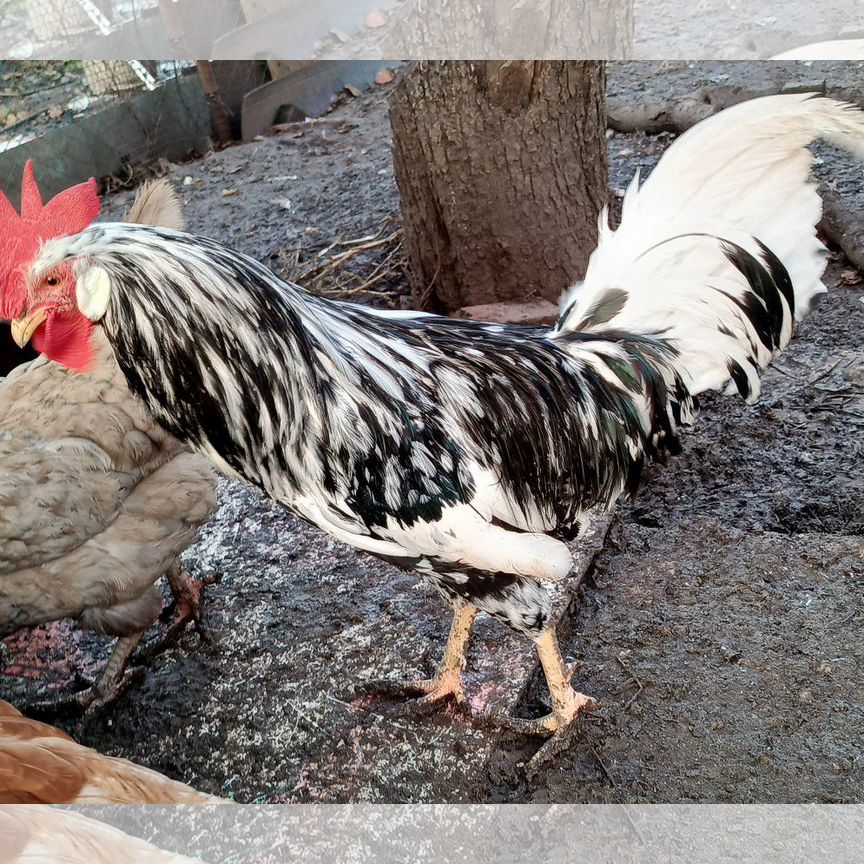 Петух леггорн