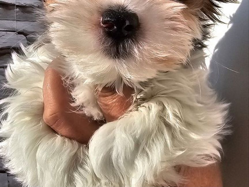 Голубоглазый йорк