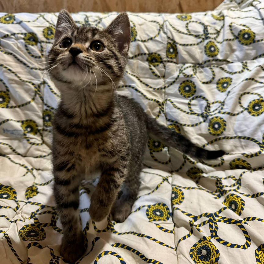 Котёнок в добрые руки