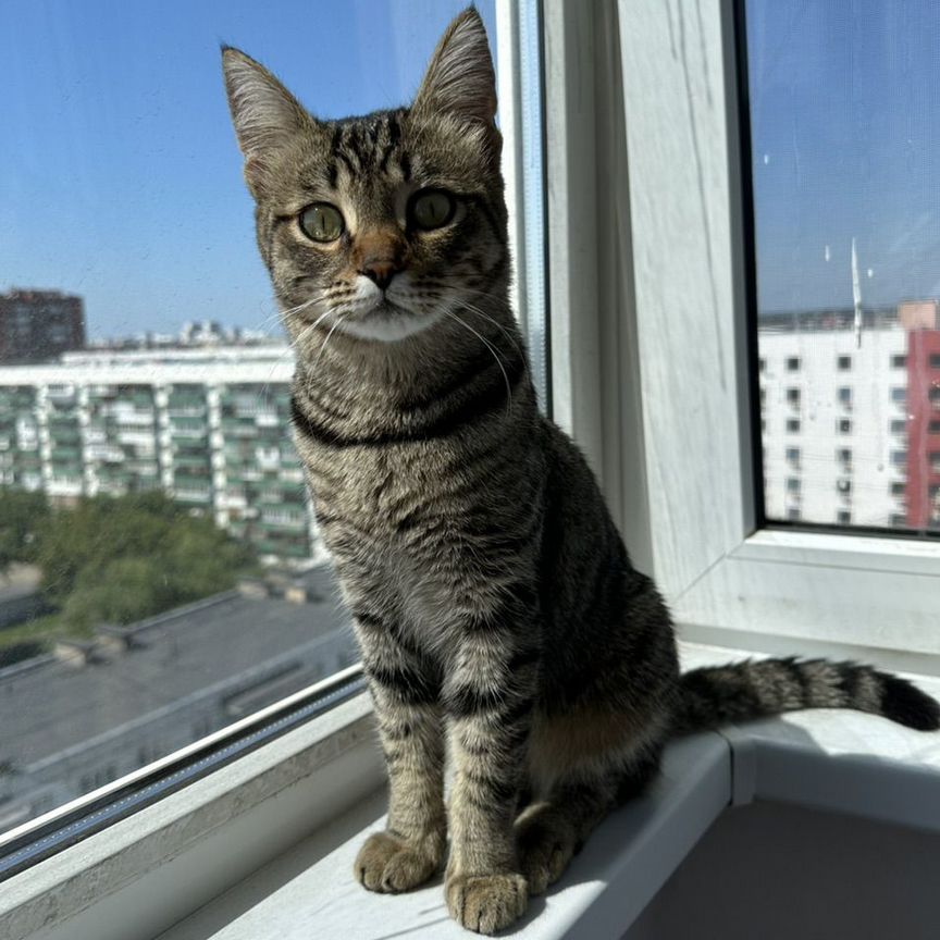 Котенок мальчик бесплатно