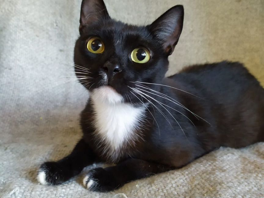 Ласковый котик ищет дом