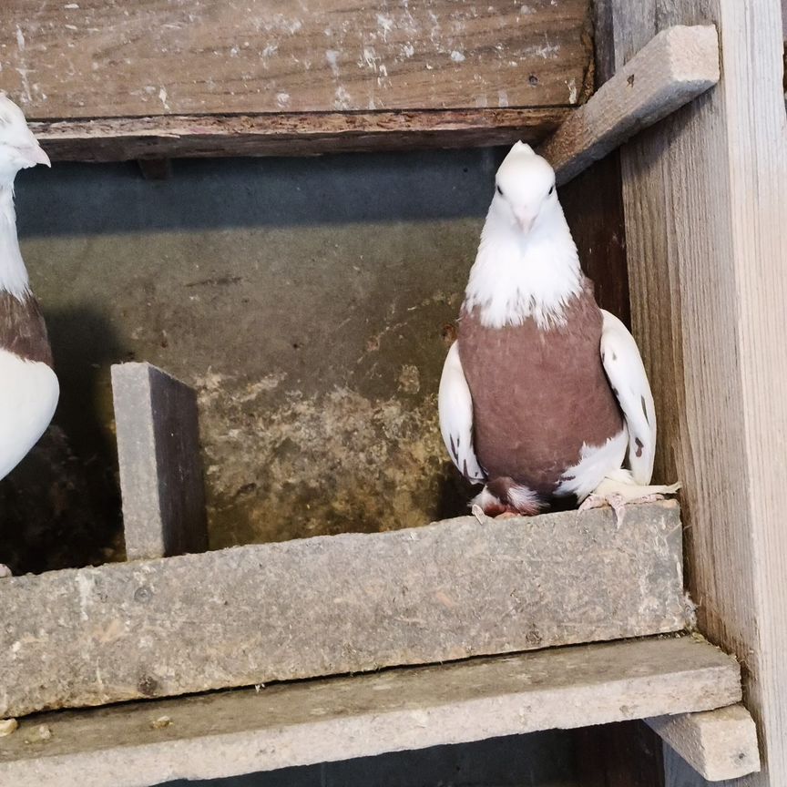 Продажа голубей