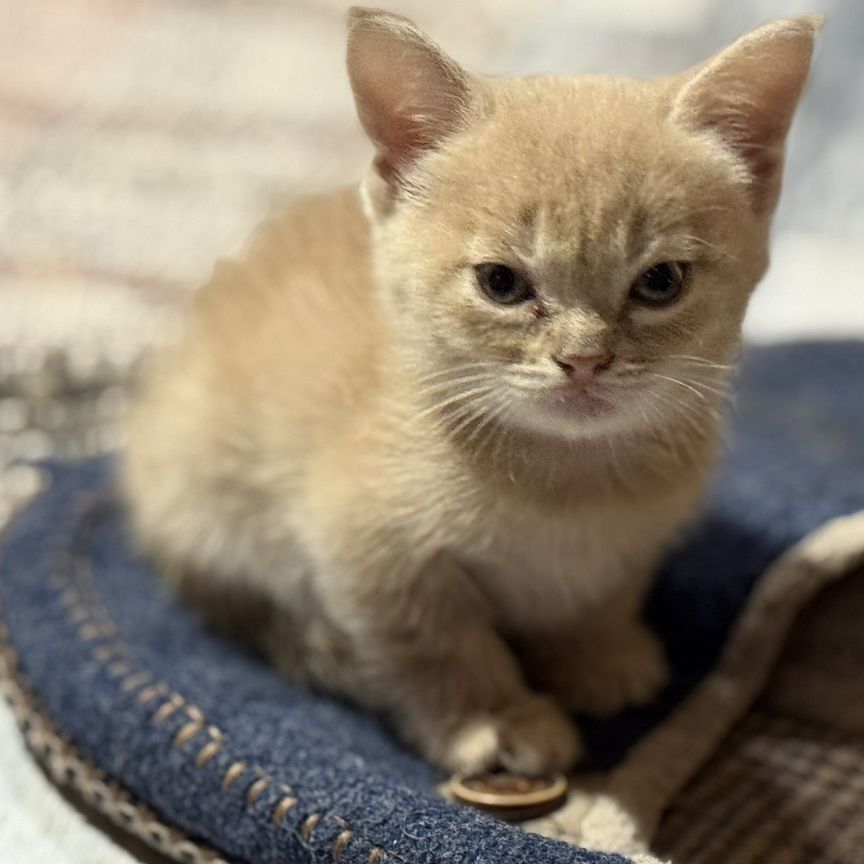 Кошечка в добрые руки котенок