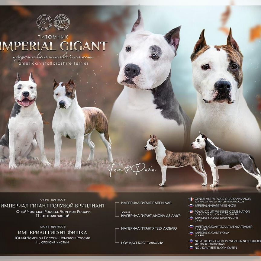 Щенки Американского стаффордширского терьера