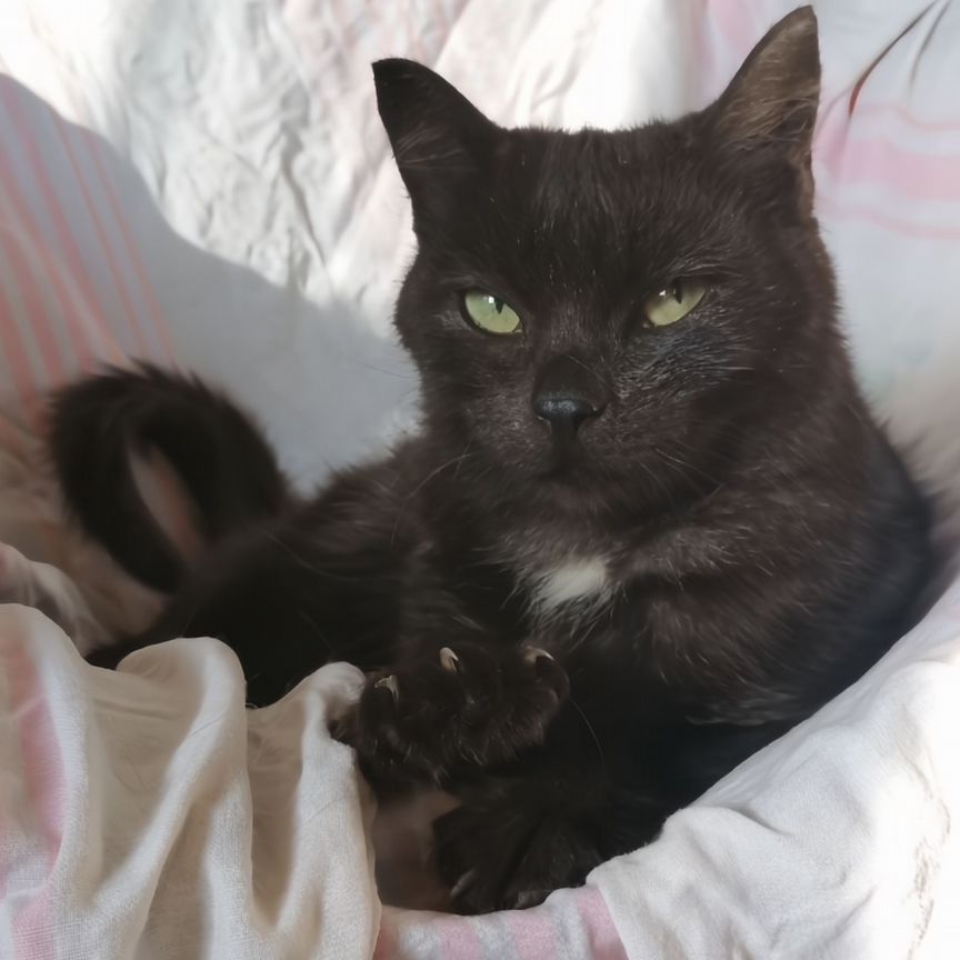 Взрослая, кошка в добрые руки