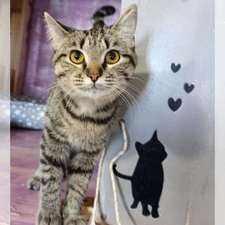Котенок в добрые руки