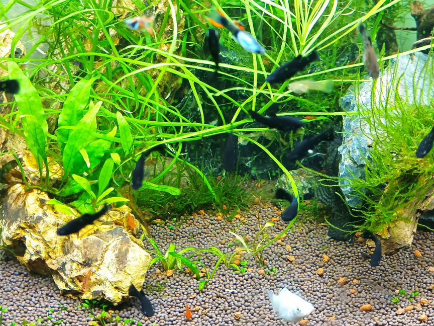 Рыбки моллинезии чёрные