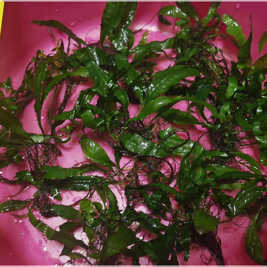 Прополка, папоротник тайланский