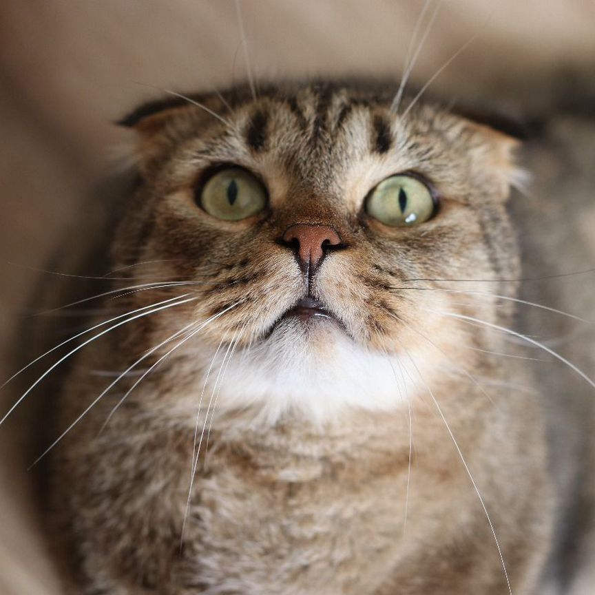 Шотландский вислоухий в добрые руки бесплатно