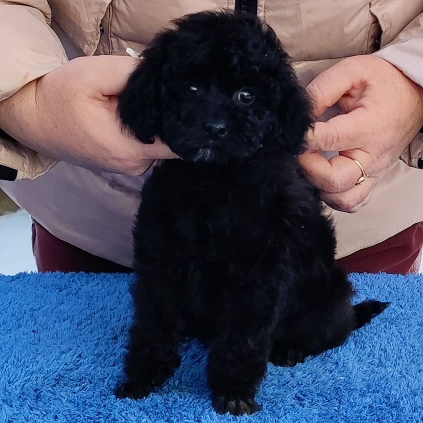 Той-пудель, щенок