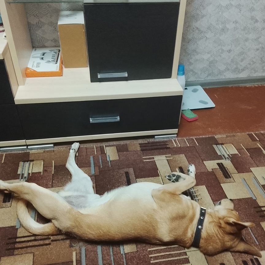 Американский голый терьер, взрослый пёс