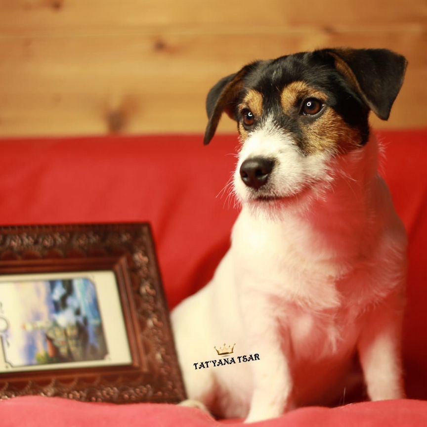 Щенки Джек Рассел терьер