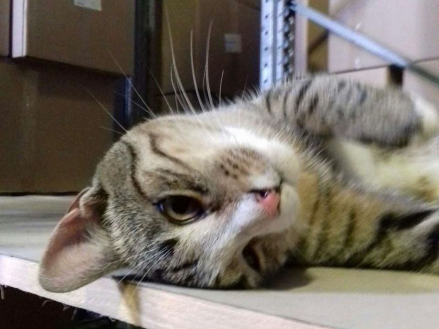 Котики бесплатно в добрые руки