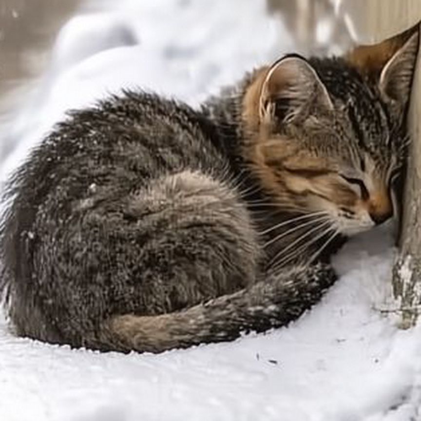 Взрослая собака в добрые руки