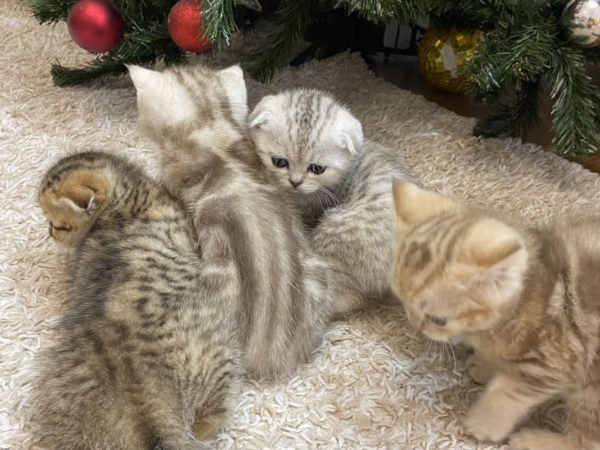 Шотландские котята