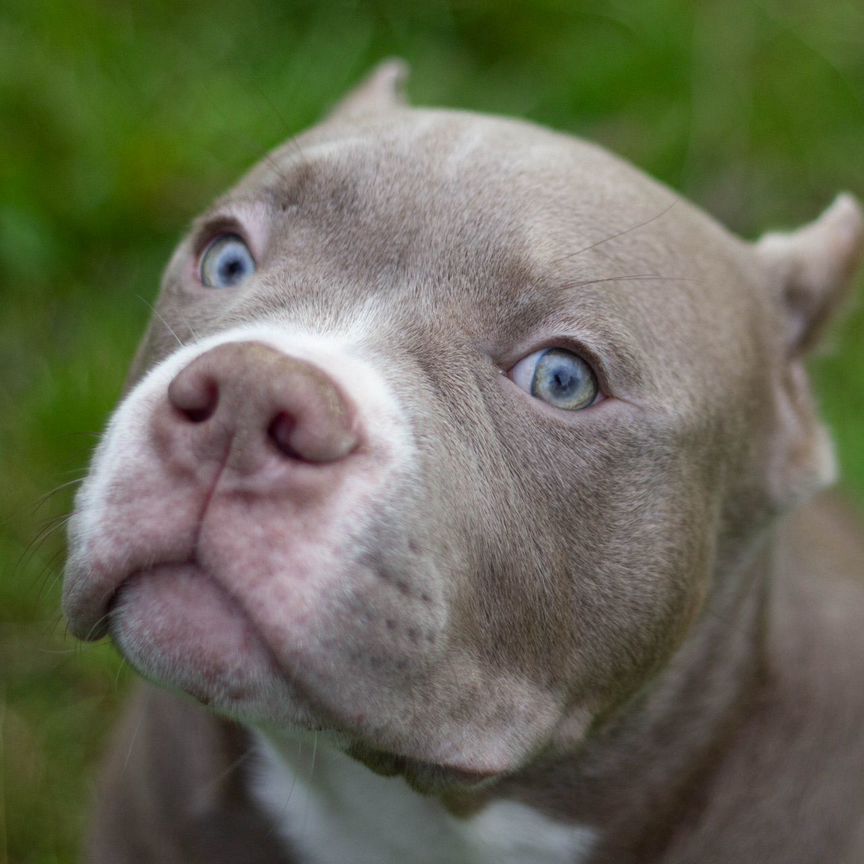 Американский булли