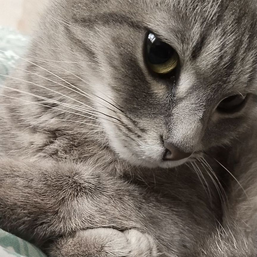 Отдам в добрые руки