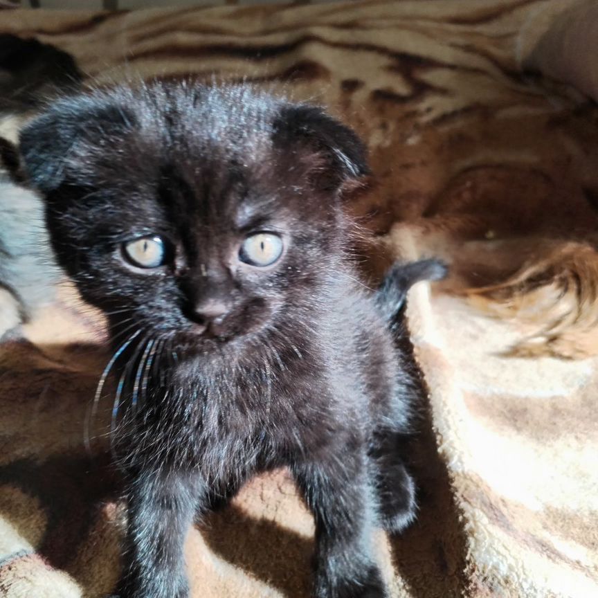 Котята