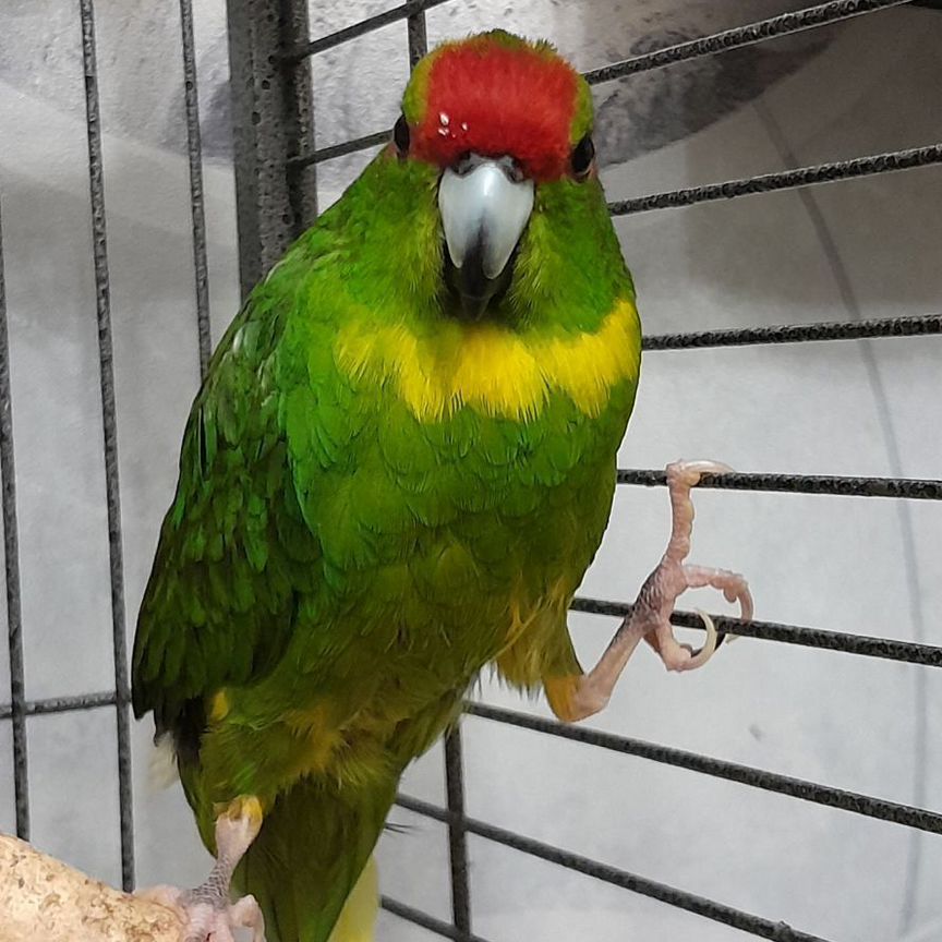 Какарики пара