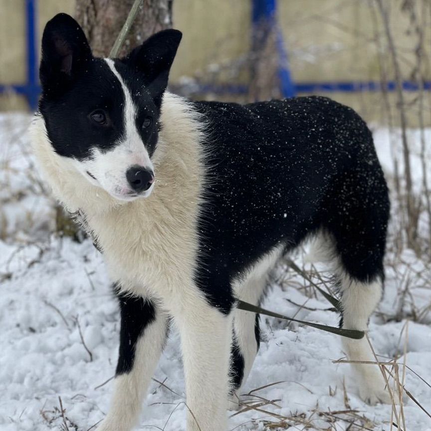 Щенок