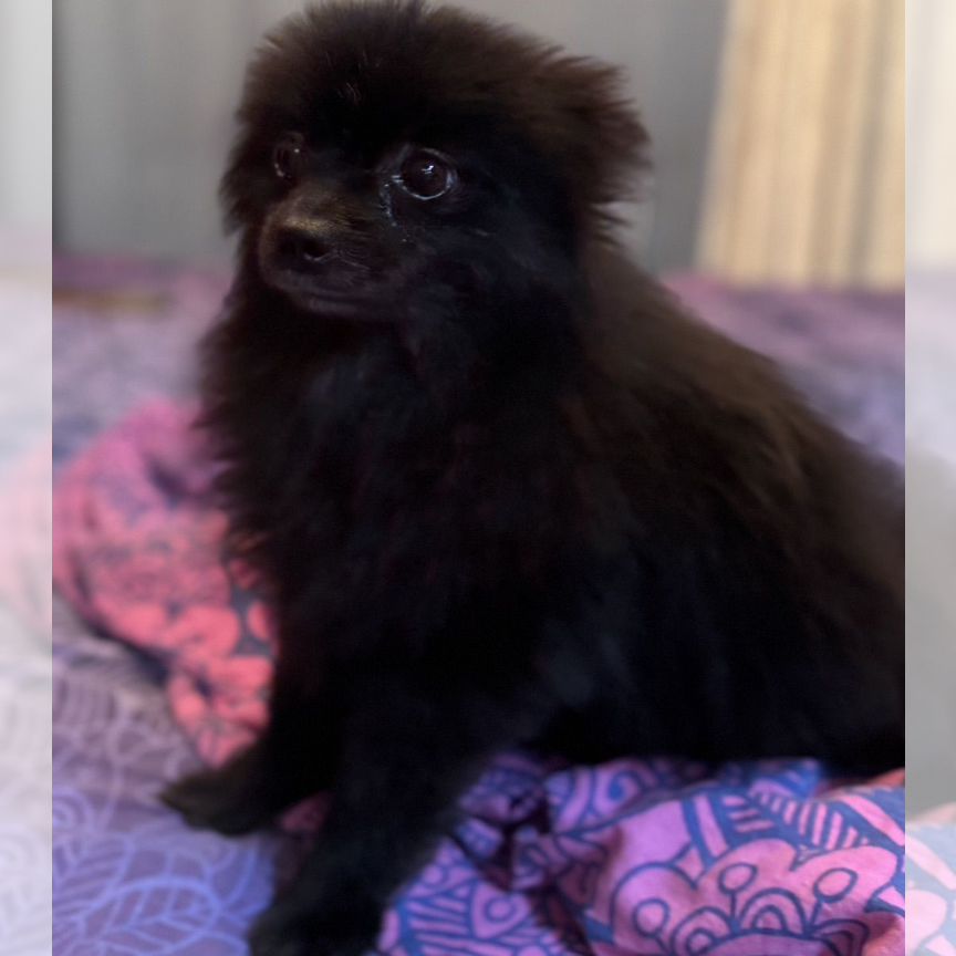 Померанский шпиц, щенок