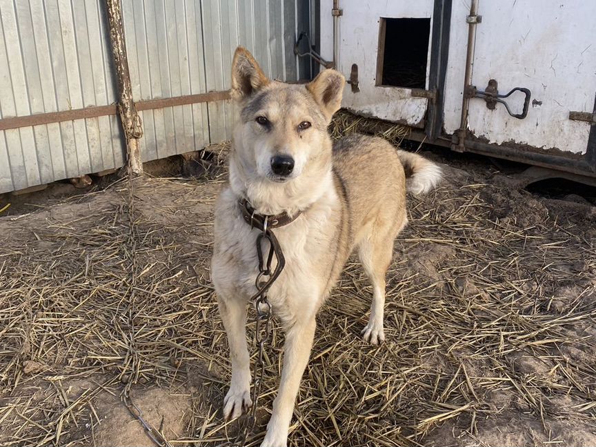 Западно сибирская лайка