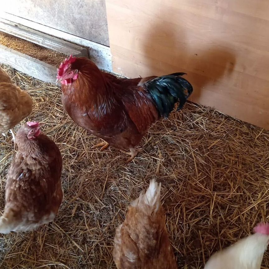 Продажа птицы