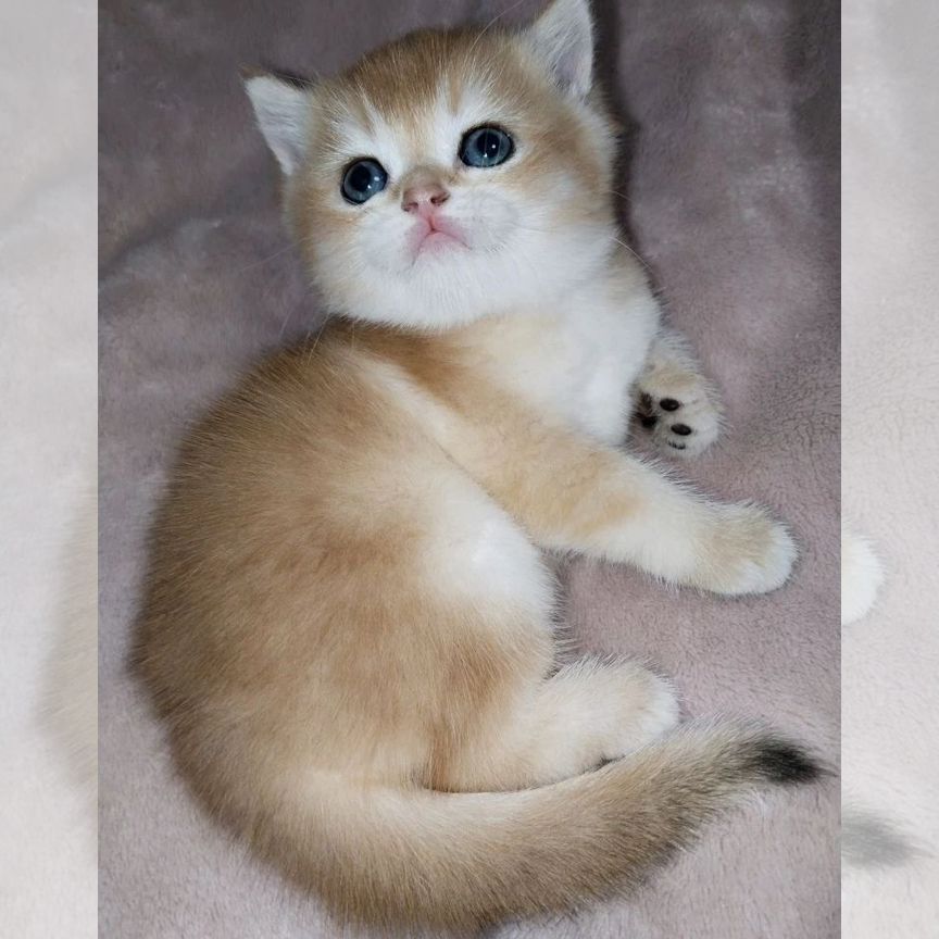 Британский короткошёрстный котёнок