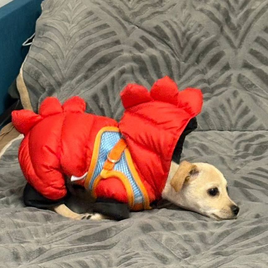 Комбинезон для собаки