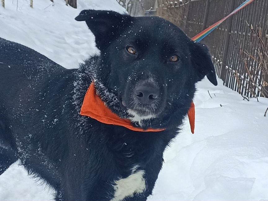 Клёвый пес Сэм