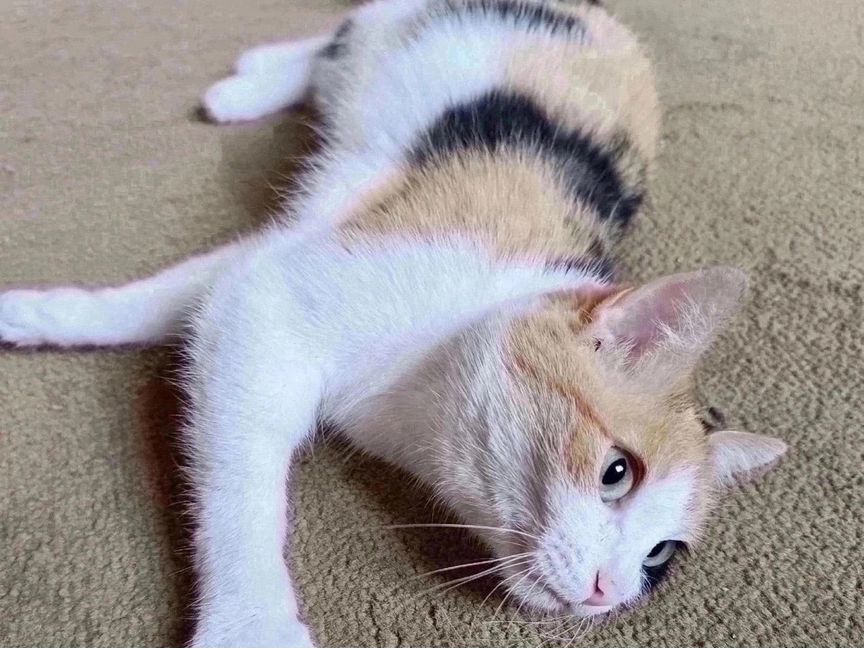 Кошечка на удачу