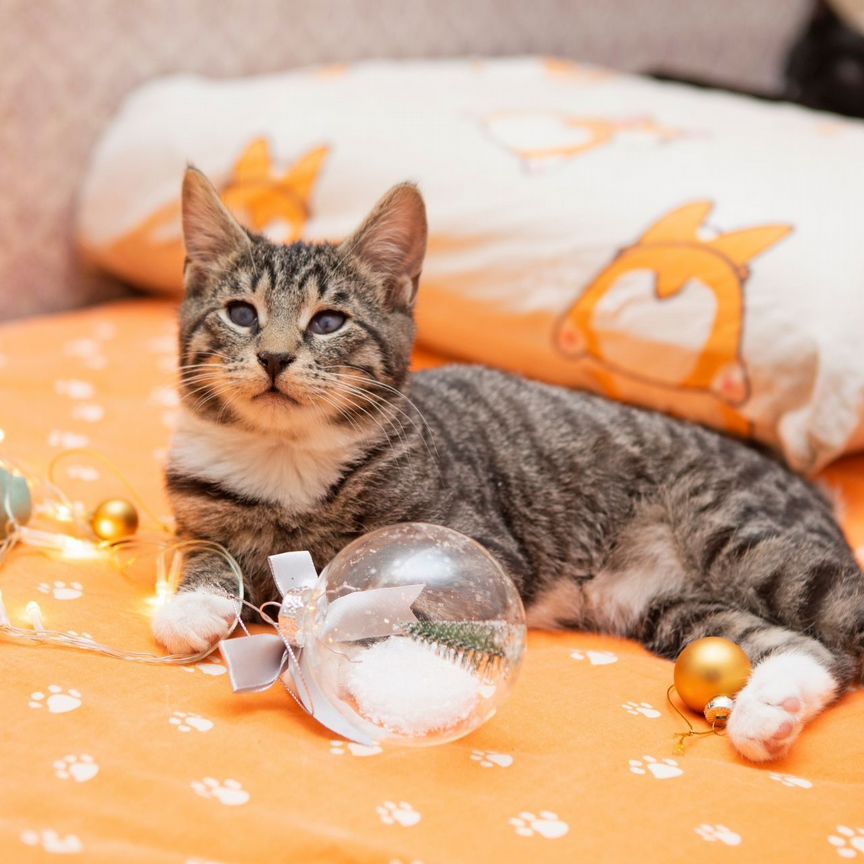 Котёнок в добрые руки