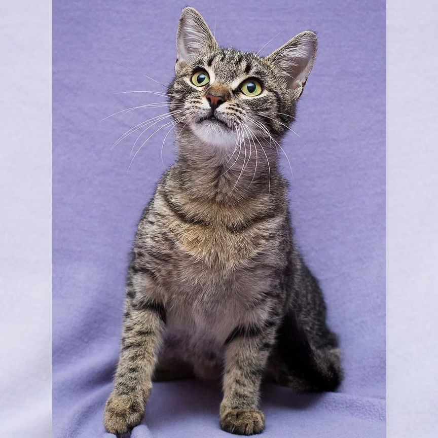 Трогательная Незабудка живёт в клеточке приюта