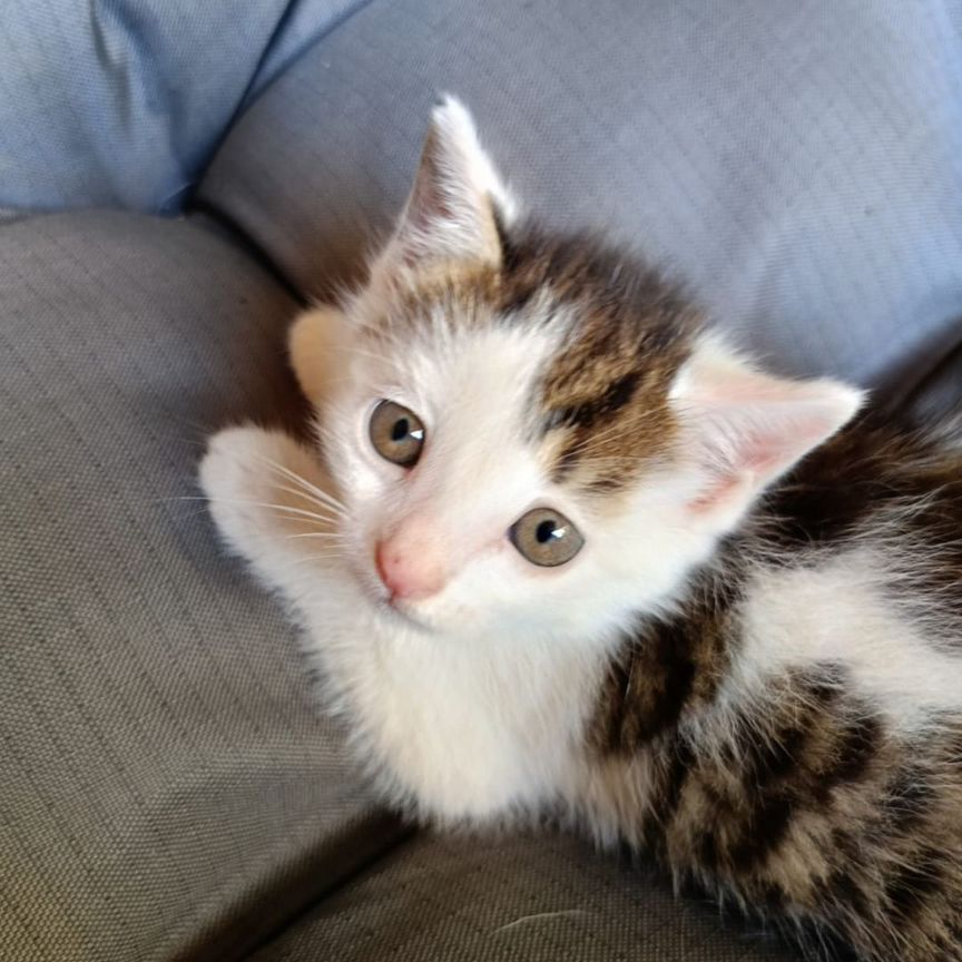 Котёнок 1,5 месяца