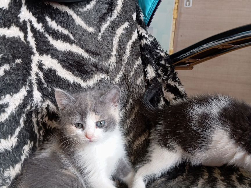 Котята в добрые руки бесплатно