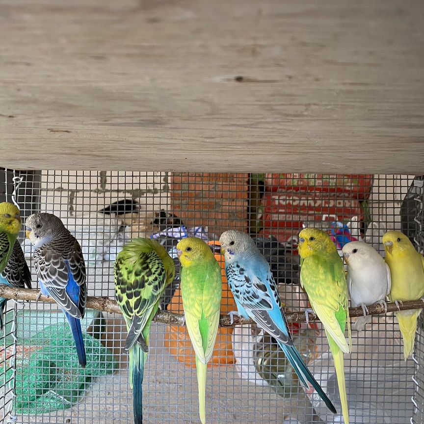 Волнистый попугай ручной