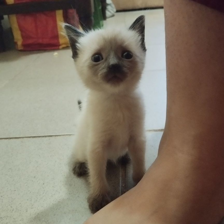 Сиамские котята