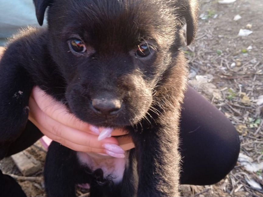 Собака в добрые руки отдам бесплатно