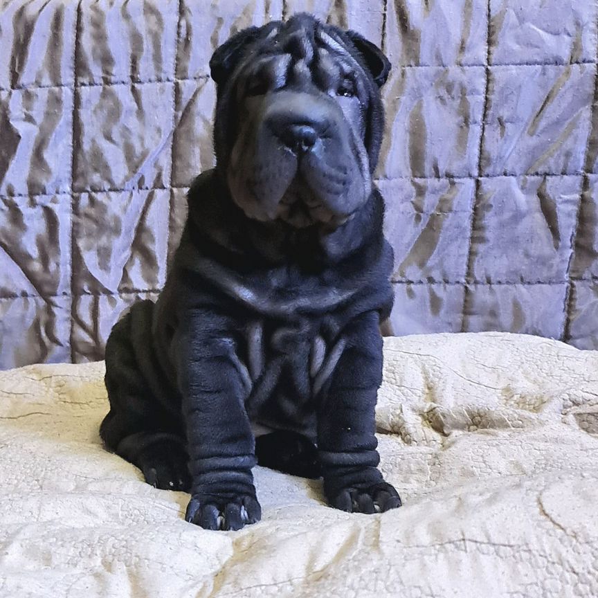 Девочка чёрная голубогенная