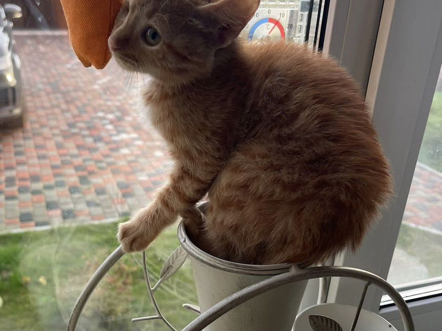 Ласкуша малышка 2.5 месяца